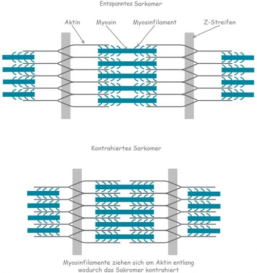 Muskelanatomie | Aufbau von Muskelfasern und Aktin & Myosin
