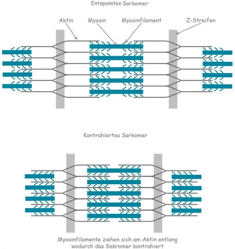 Muskelanatomie | Aufbau von Muskelfasern und Aktin & Myosin