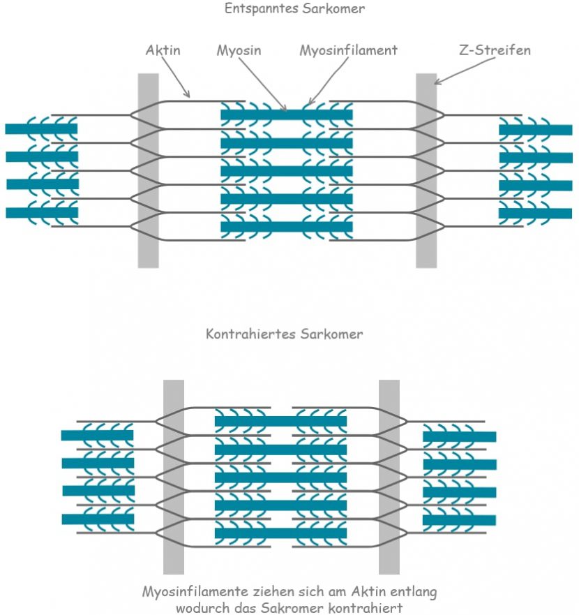 Muskelanatomie | Aufbau von Muskelfasern und Aktin & Myosin